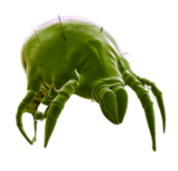 Jak na roztoče – přednáška